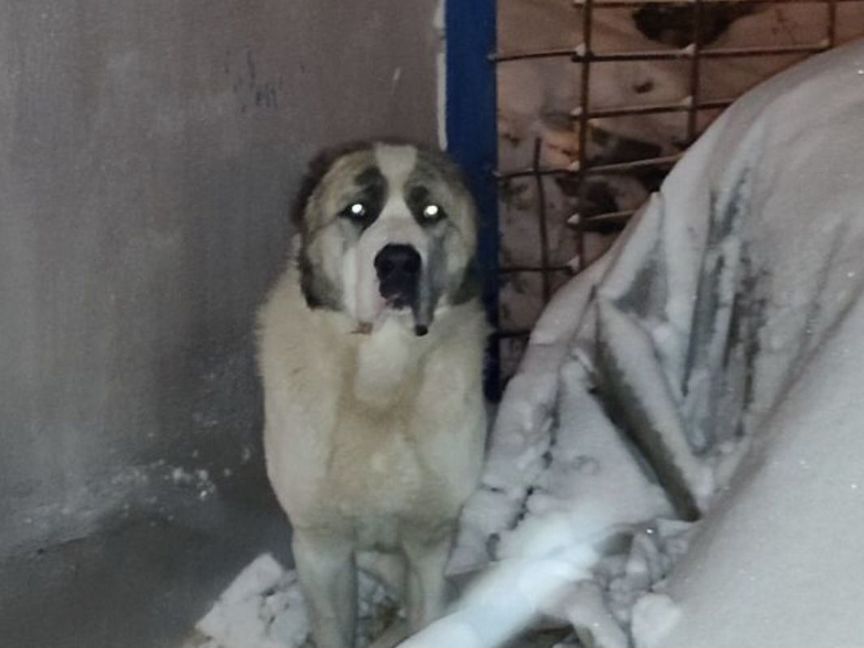 Алабай,сао ищет хозяев,которые его потеряли