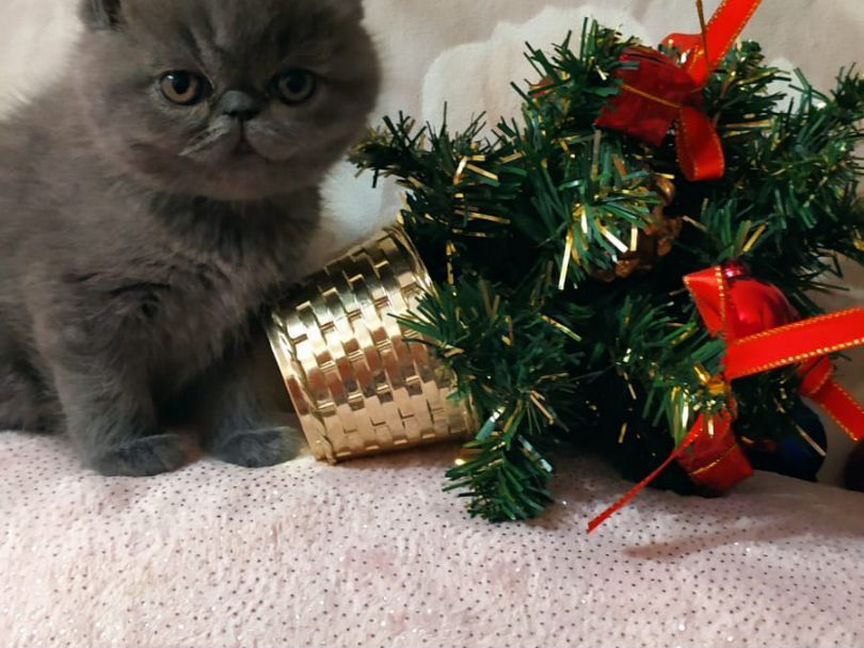 Голубое глазастое плюшевое чудо)