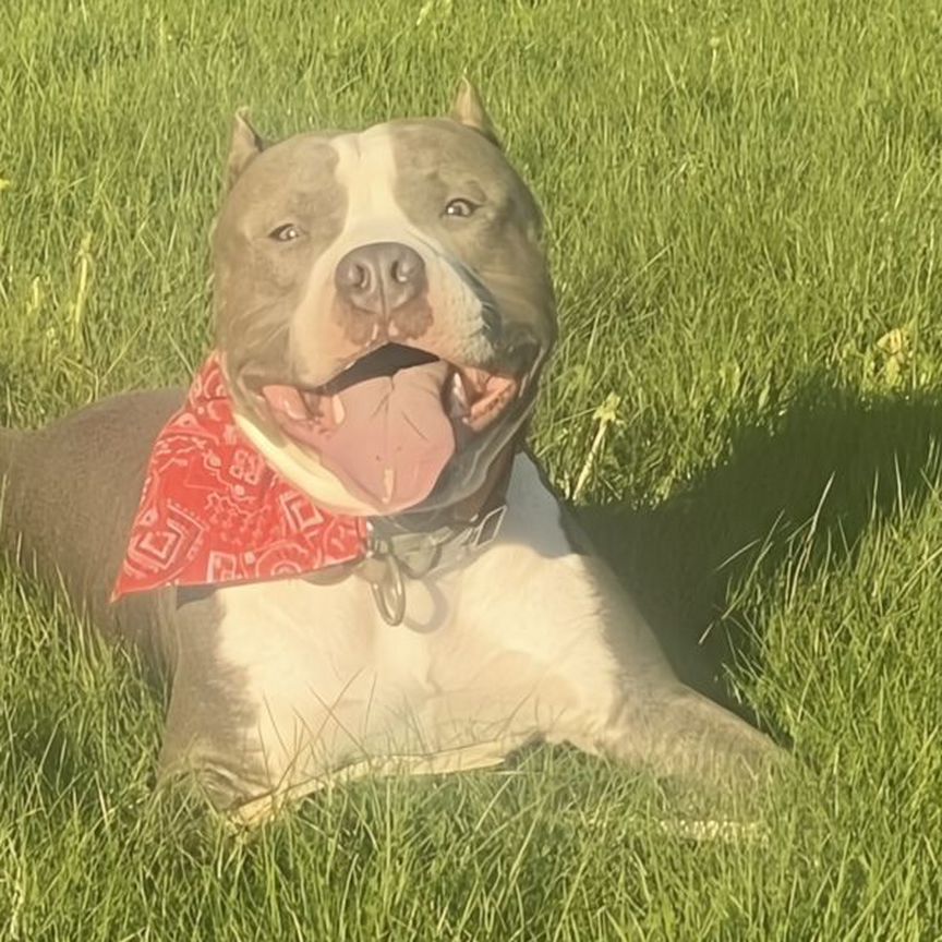 Домашние животные