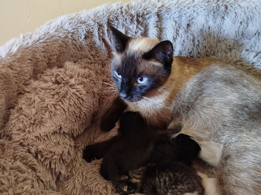 Котята в добрые руки бесплатно