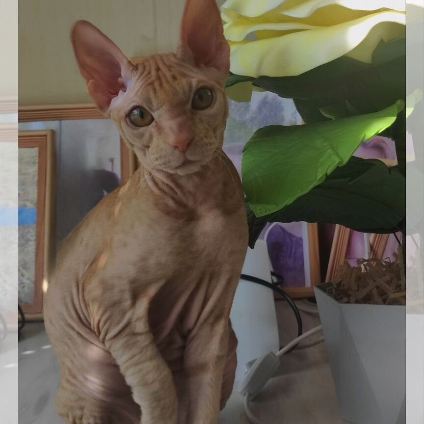 Отдам котика сфинкс, в добрые руки