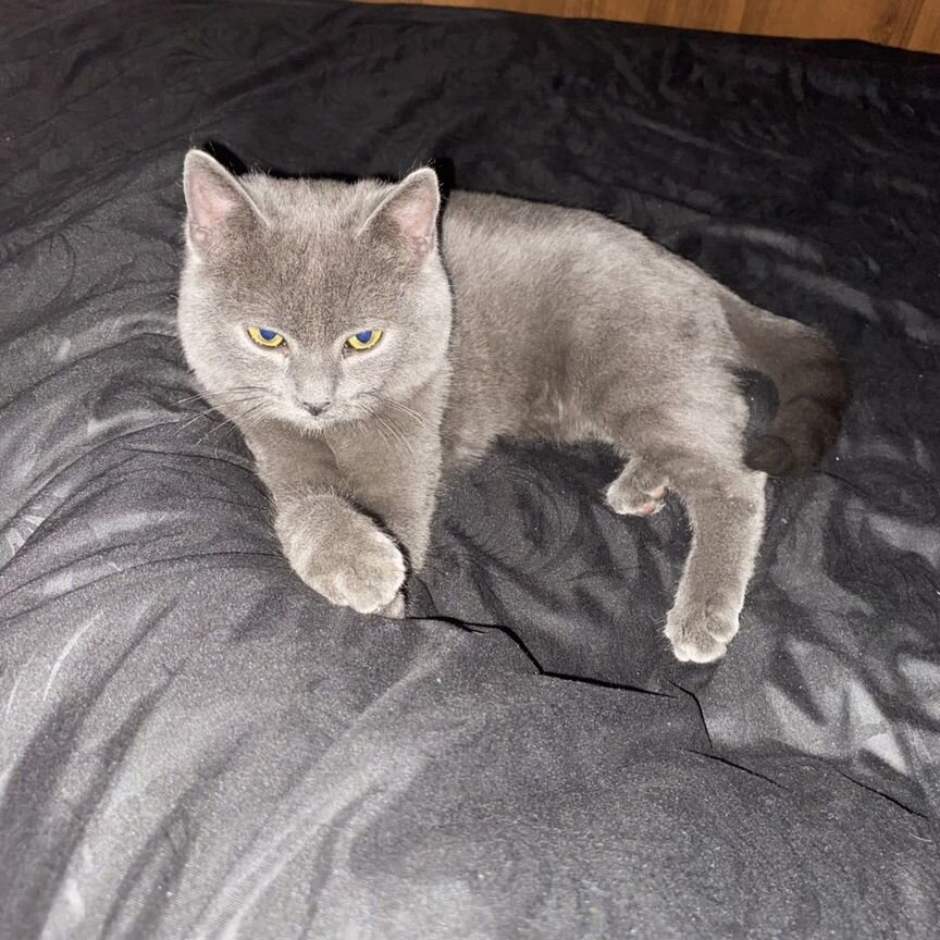 Лиза