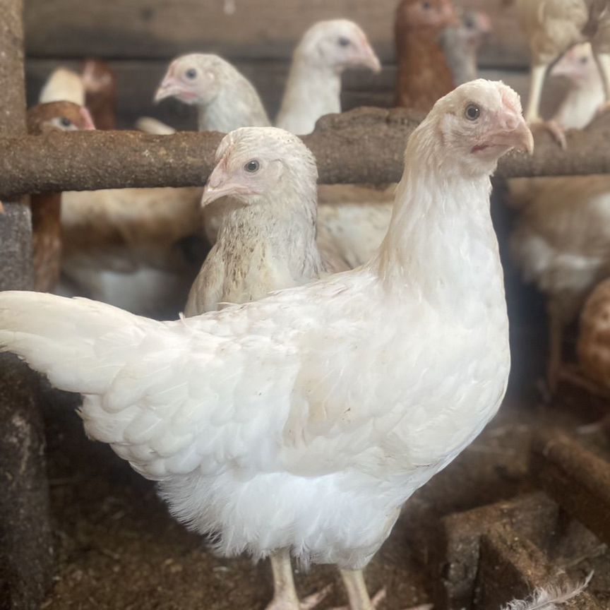 Куры молодки