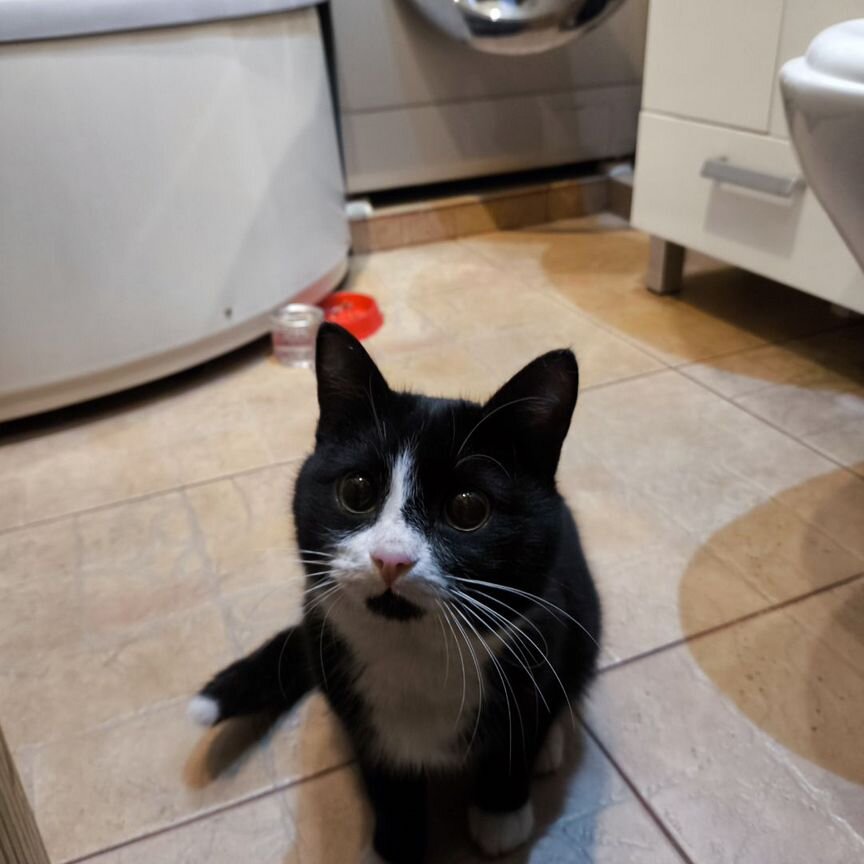 Котик в добрые руки