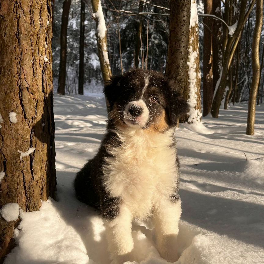 Австралийская овчарка, щенок