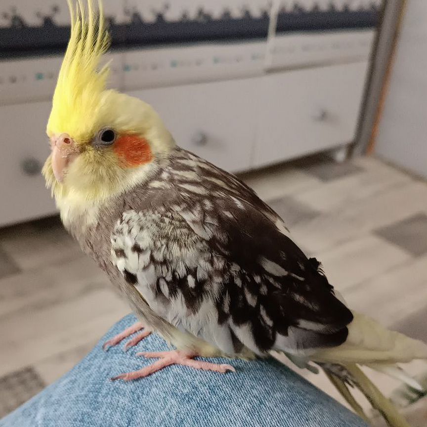 Попугай корелла бесплатно