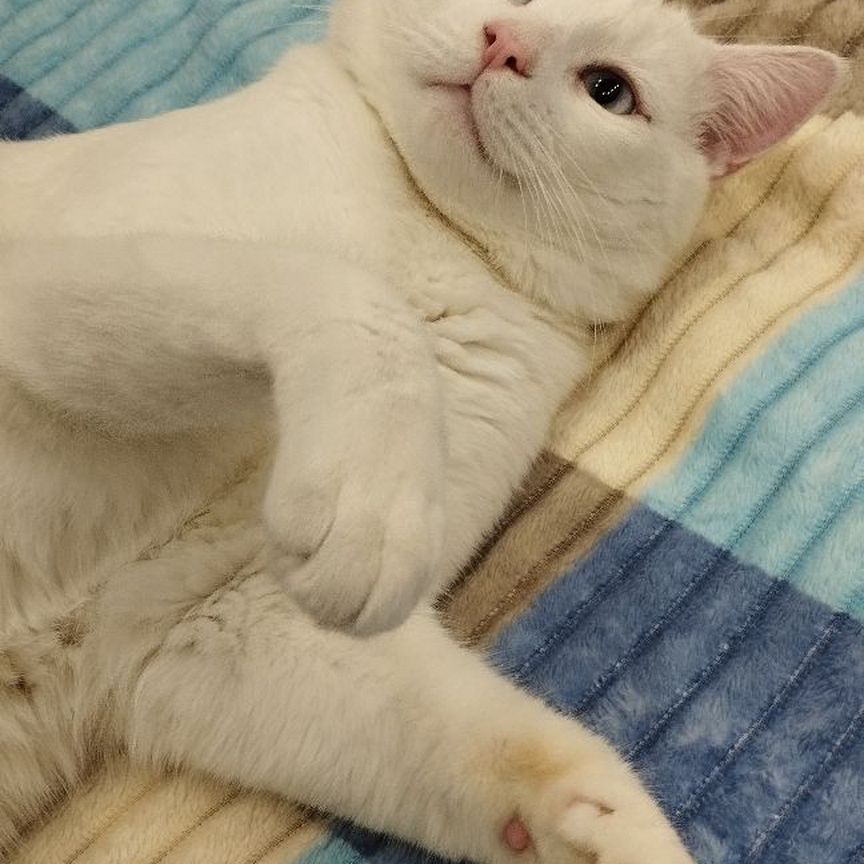 Белый кот в добрые руки