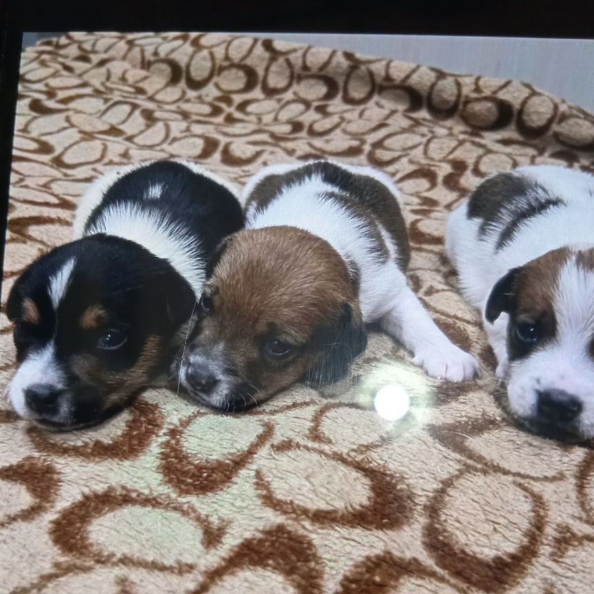 Джек-рассел-терьер, щенок