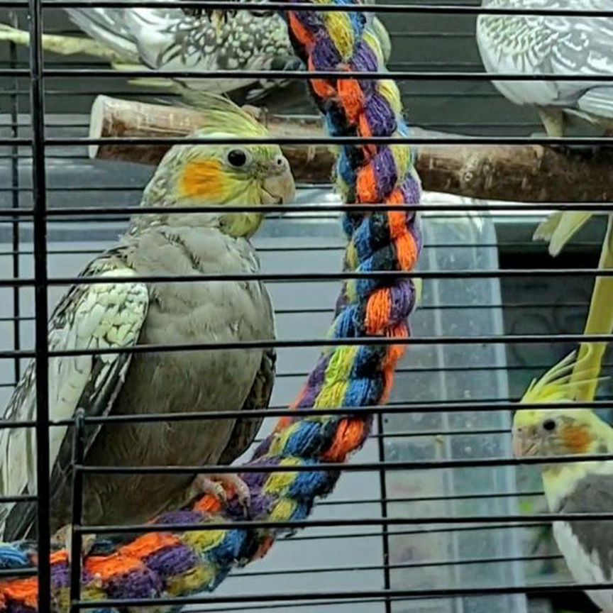 Попугай корелла птенец