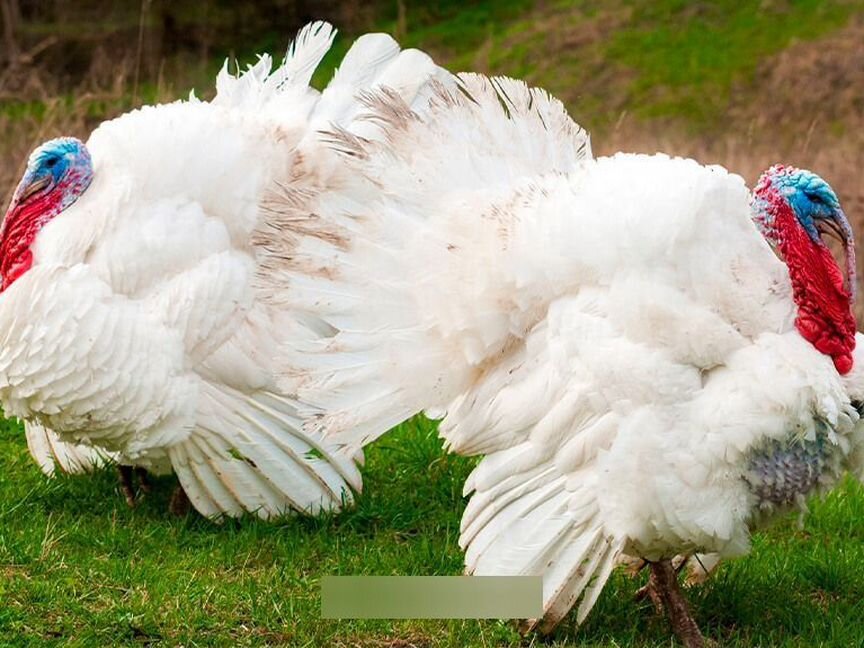 Индюшата хайбрид конвертер