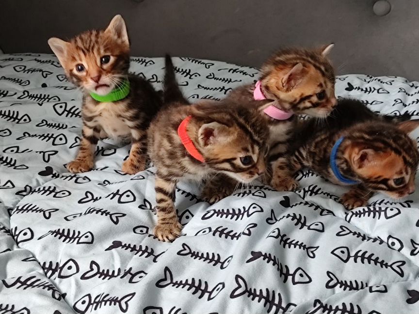 Бенгальские котята
