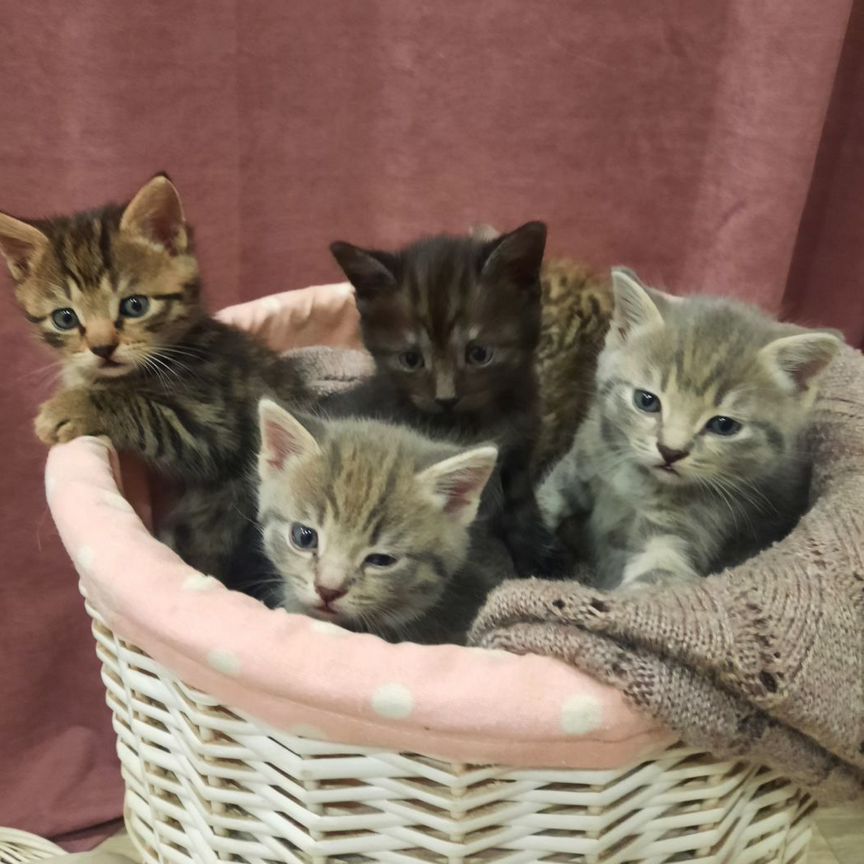 Котёнок от частного владельца