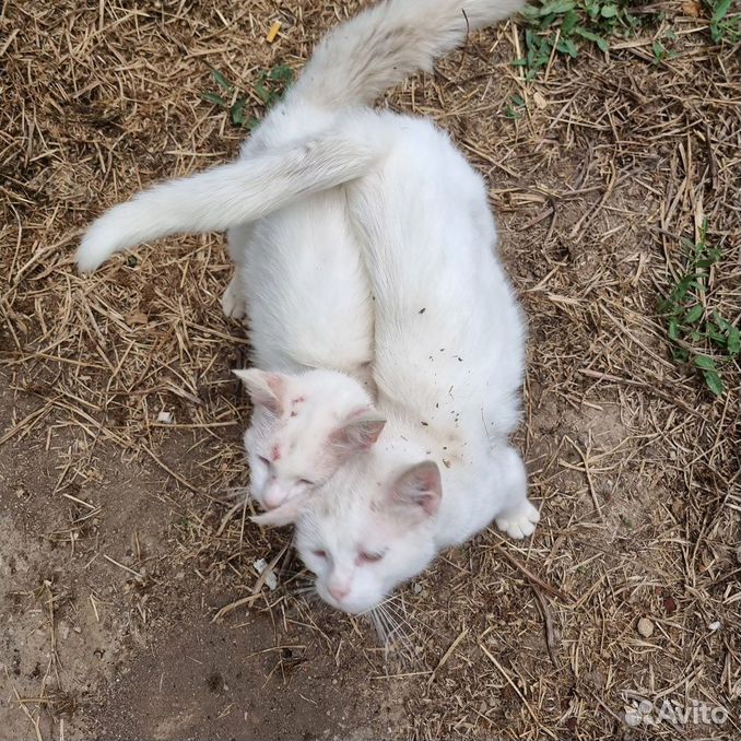 Белые ласковые братики выброшены на улицу