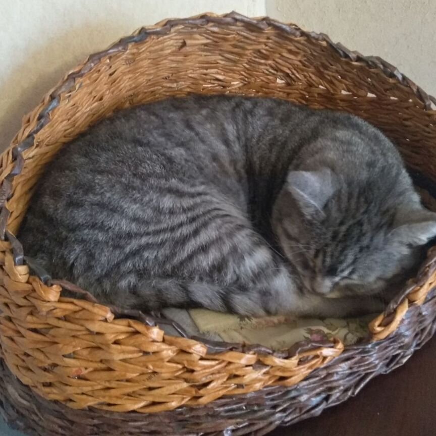 Лежанка для животных плетеная