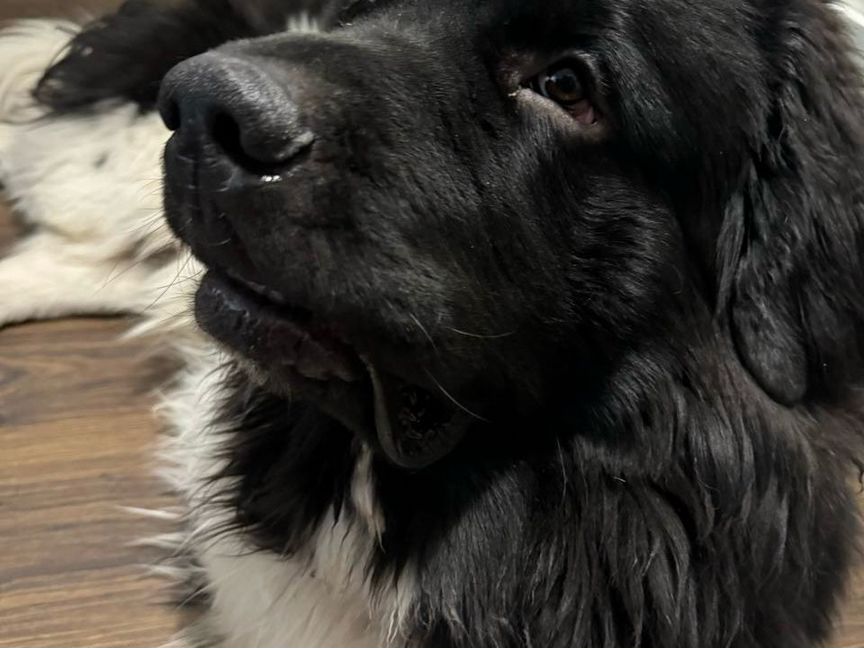 Кобель ньюфаундлер