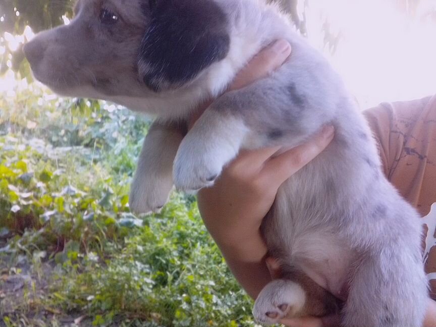 Щенки вельш-корги кардиган