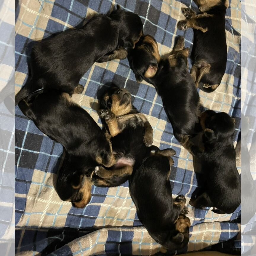 Йоркширский терьер, щенок