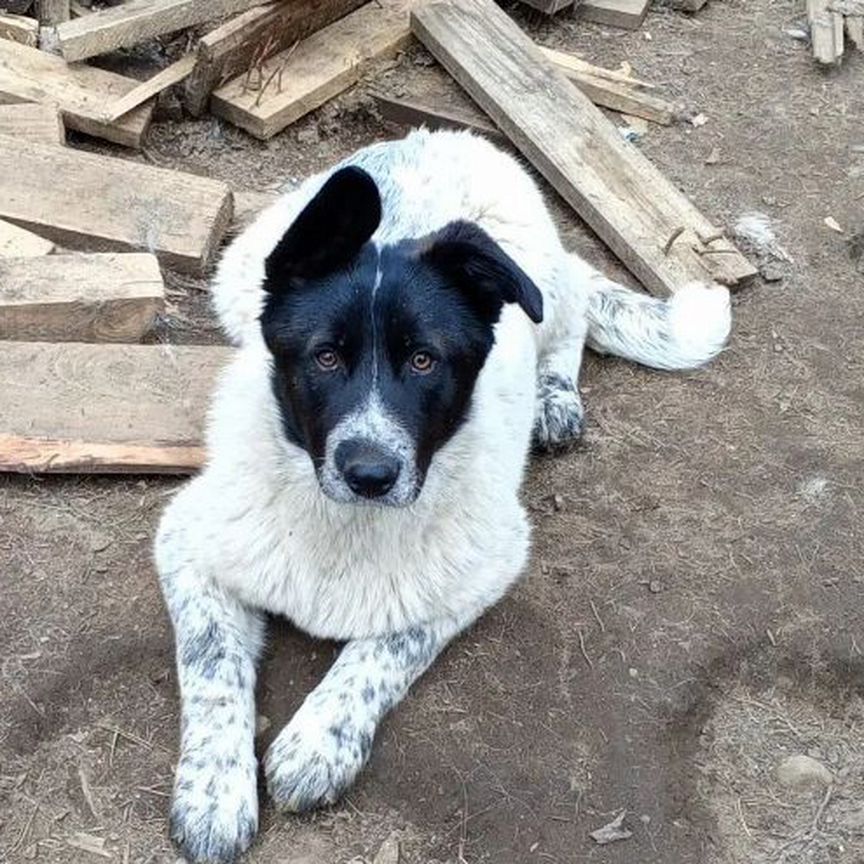 Щенок в добрые руки