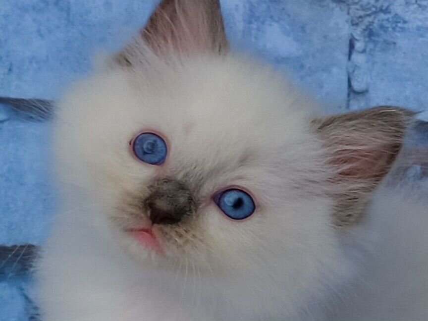 Ragdoll девочка