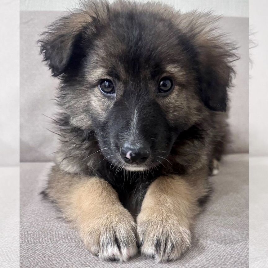 Щенок в добрые руки