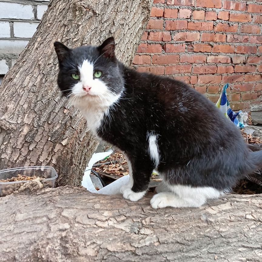 Старый уличный котик хочет домой
