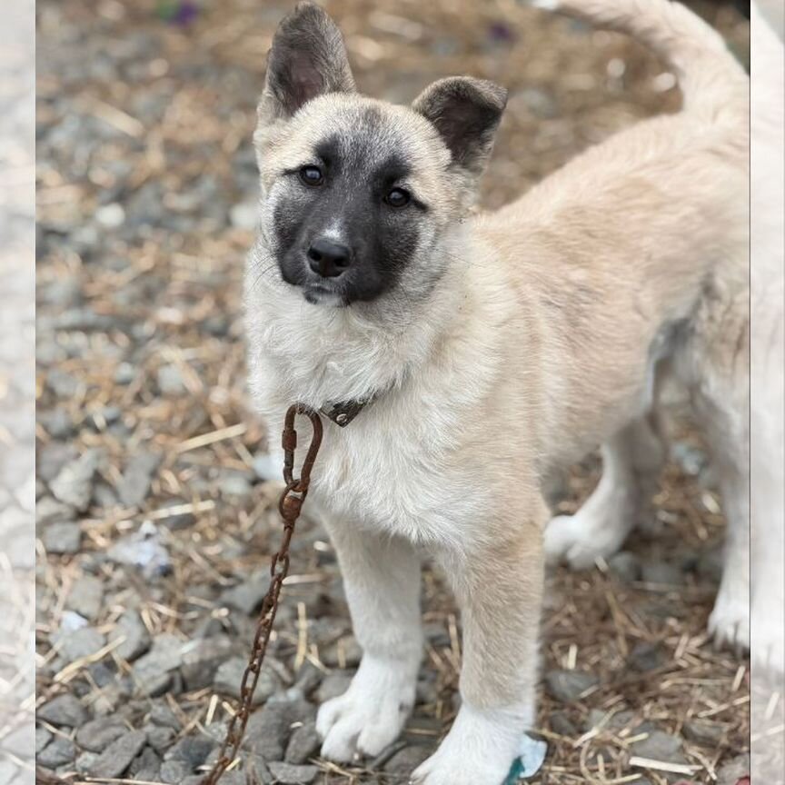 Щенок в добрые руки