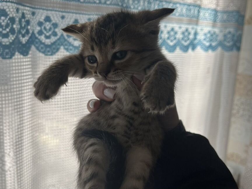 Кошка