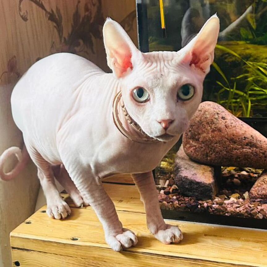 Канадский сфинкс