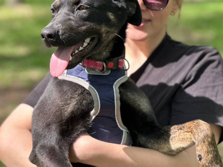 Маленькая молодая собачка из приюта