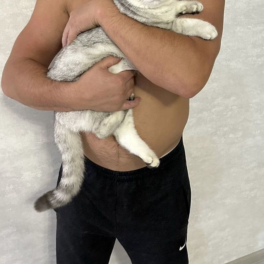 Британская шиншилла