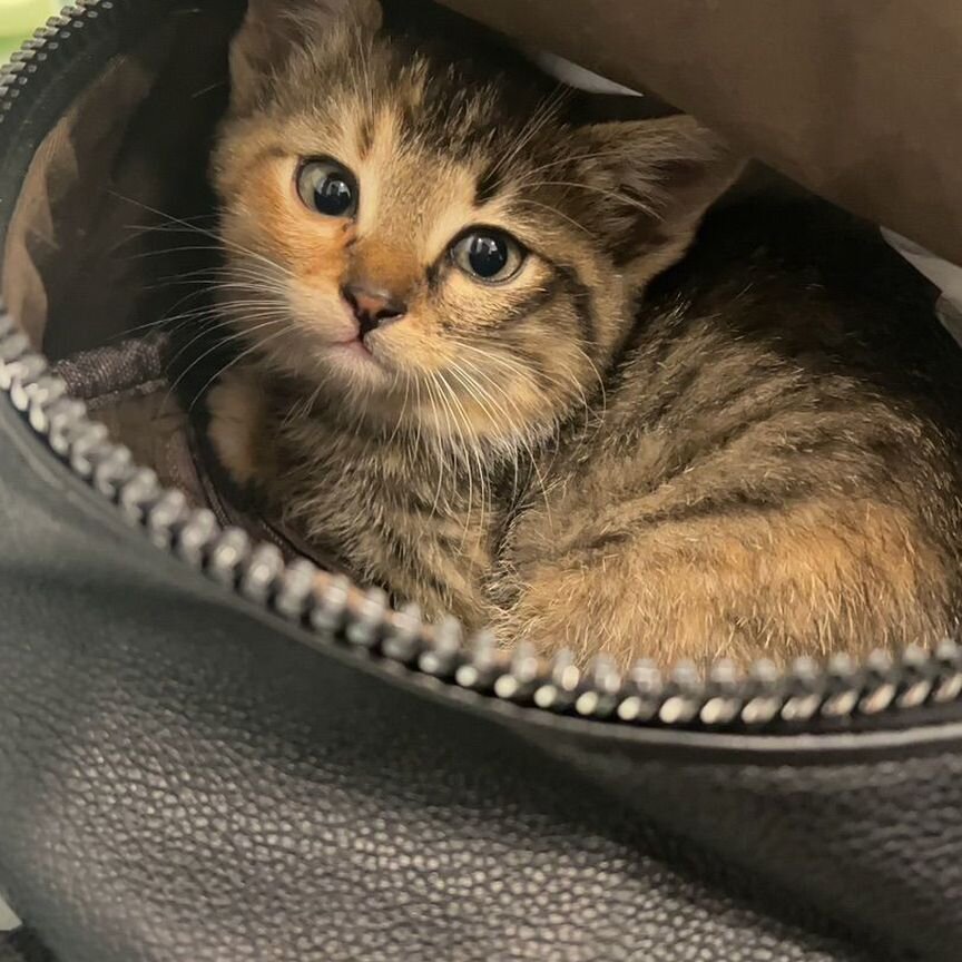 Котенок в добрые руки бесплатно