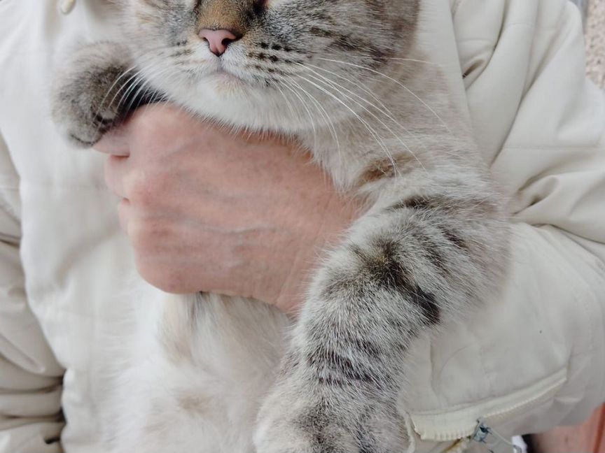 Снежная красавица