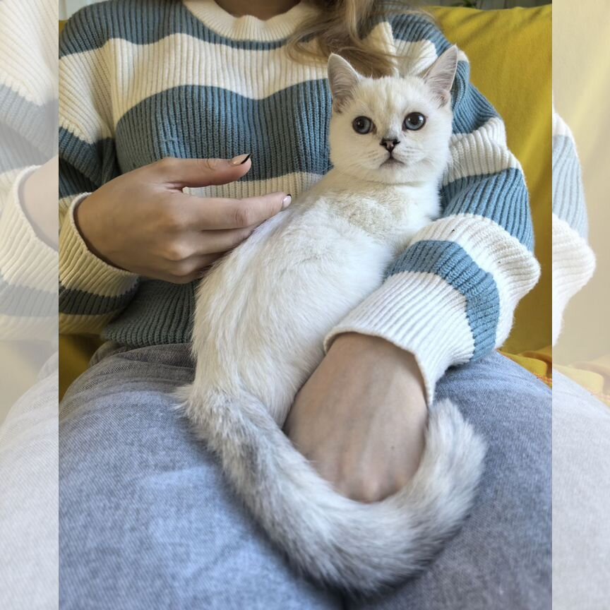 Шотландский серебристый мальчик от чемпионов