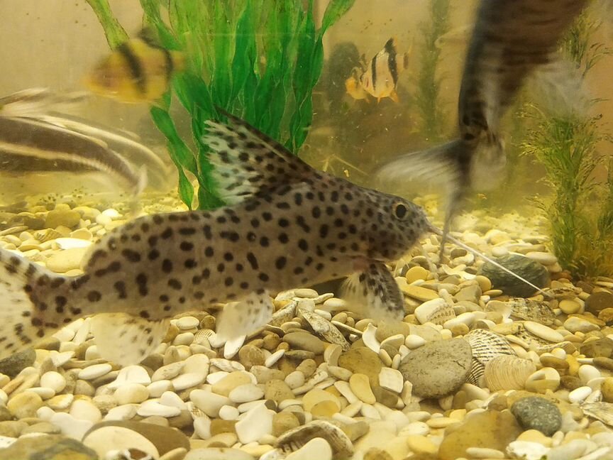 Продам аквариумную рыбку сомик Синодонтис