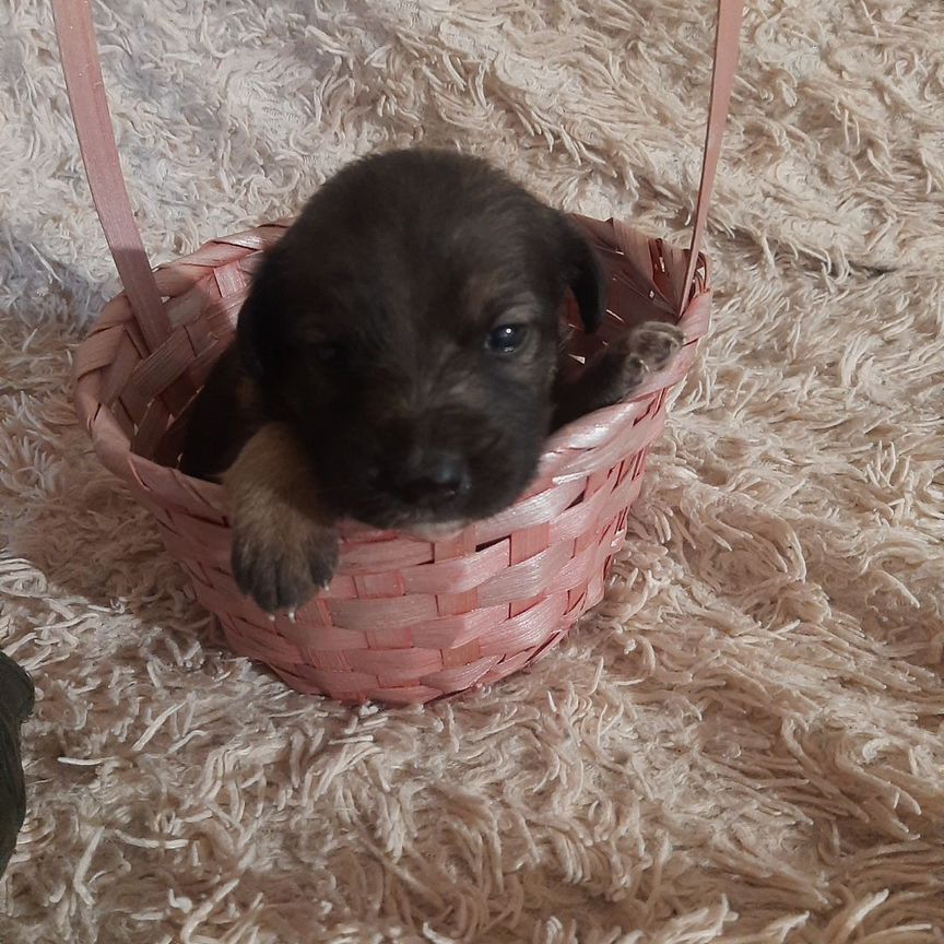 Щенки бесплатно