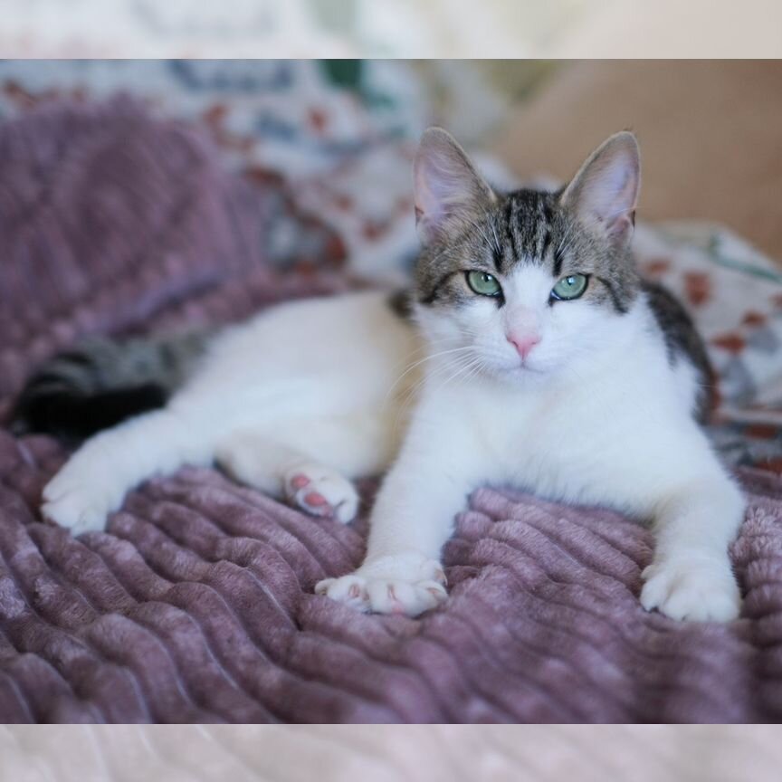 Котёнок в добрые руки