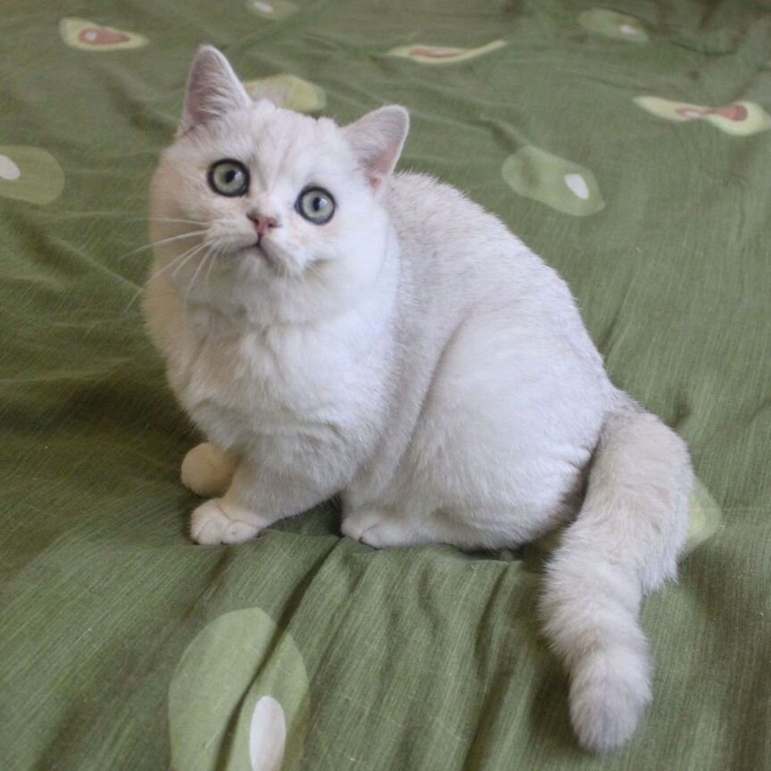 Котик шиншилла