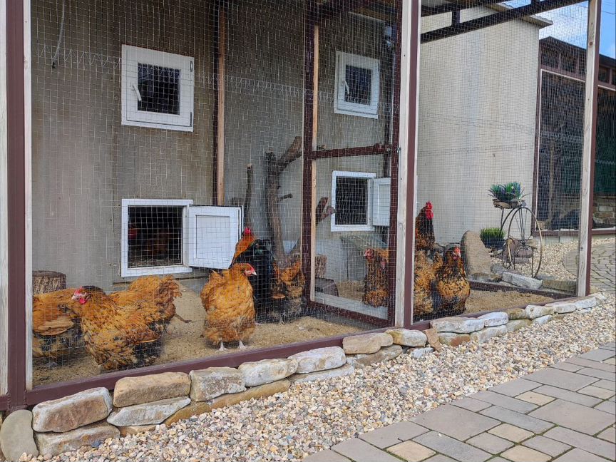 Орпингтон золото-окаймлённый, инкубационное яйцо