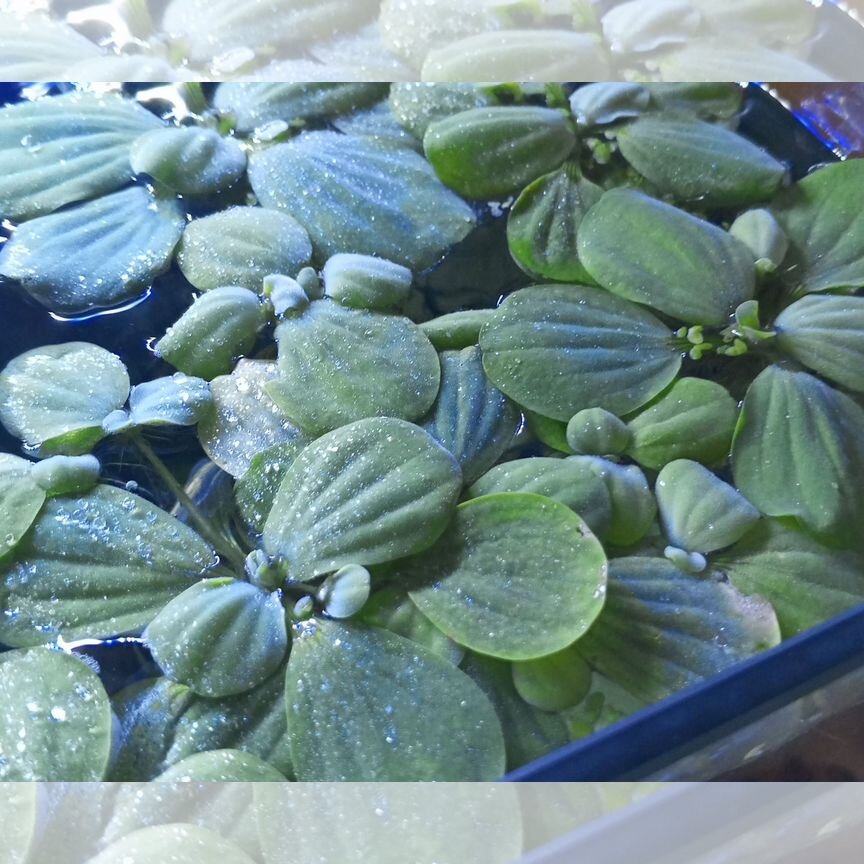 Аквариумное растение пистия