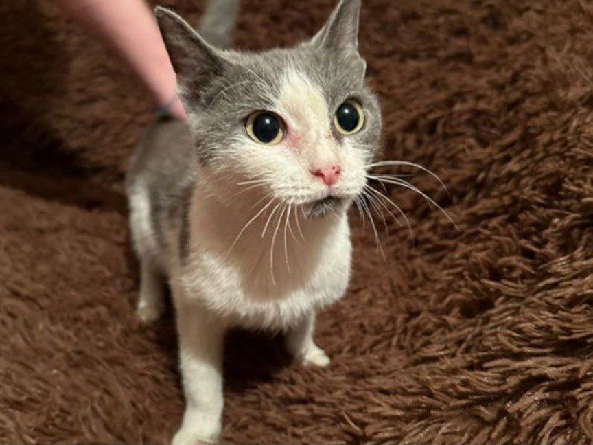 Кошка окажется на улице