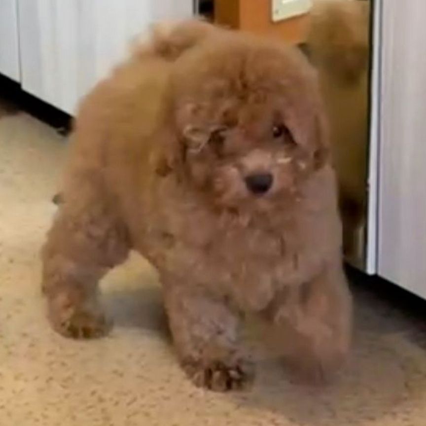 Мишаня Теддик