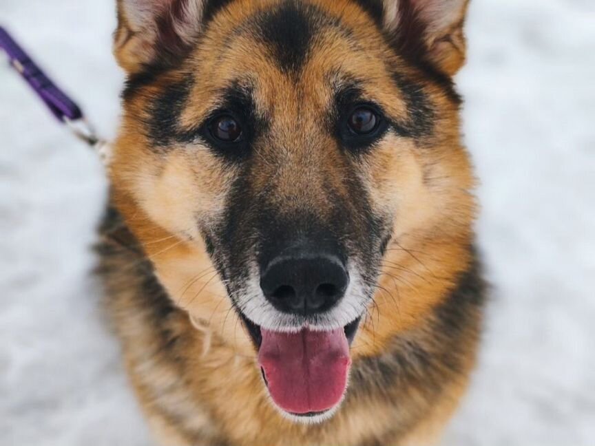 Немецкая овчарка в добрые руки