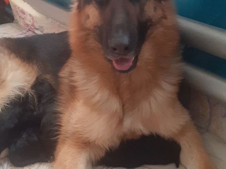 Щенки немецкой овчарки