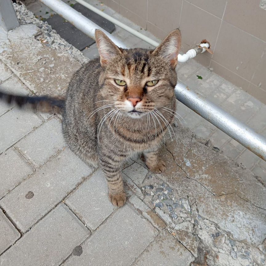 Отдам кошечку