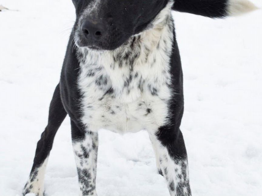 Собака Баста в добрые руки