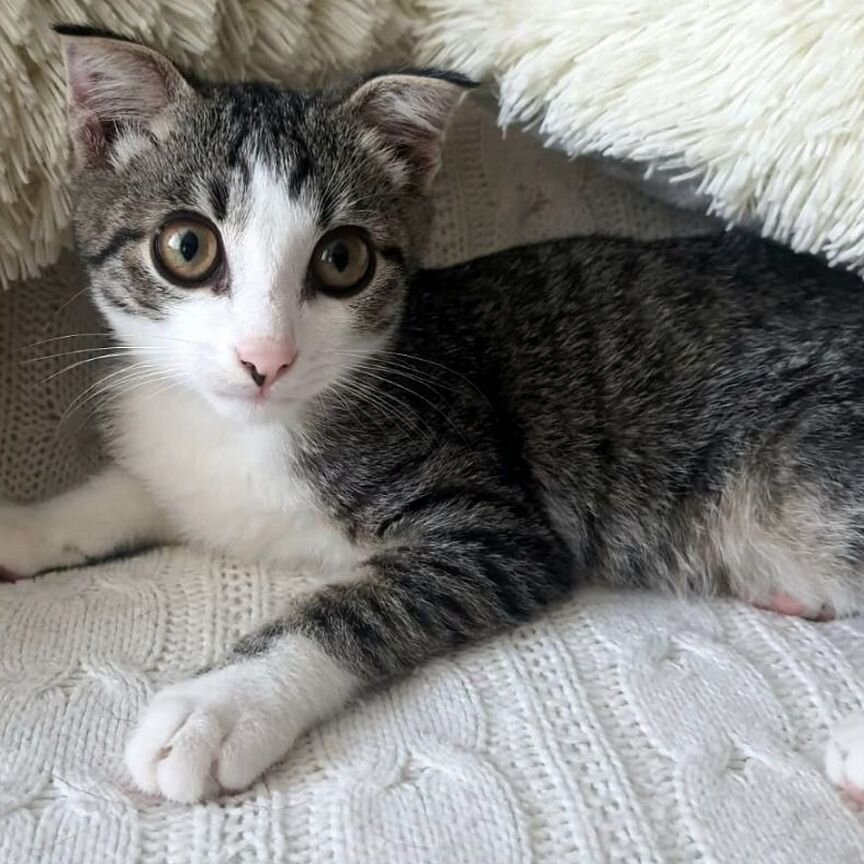 Вислоухий красавчик Добби