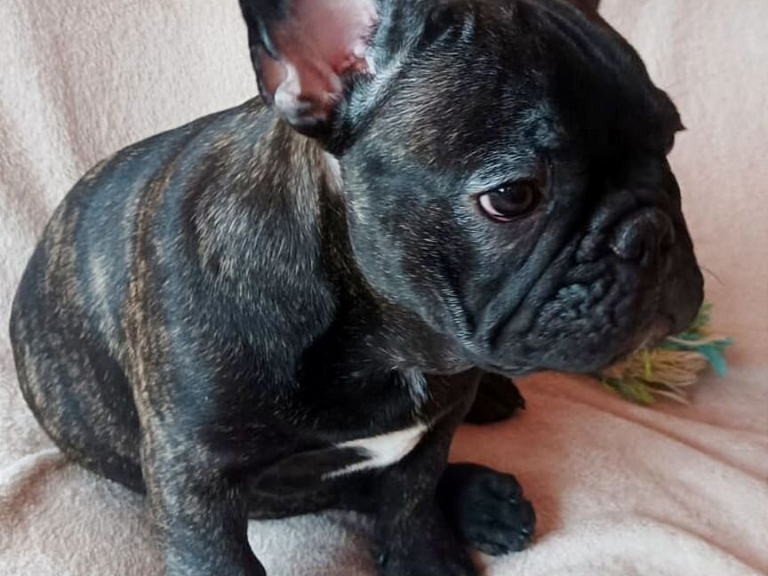 Французский бульдог тигрёнок