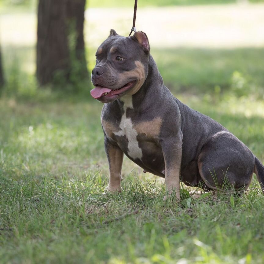 Амбулли низкий покет