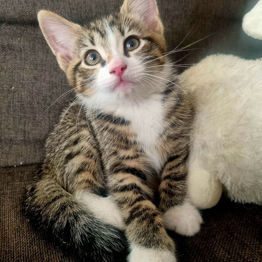 Отдам котят в добрые руки