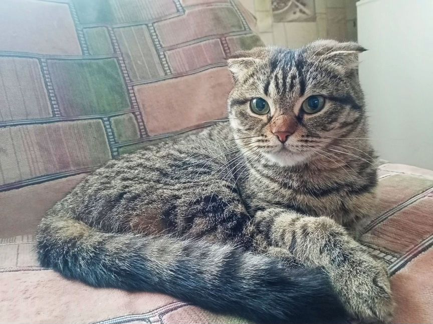 Шотландская годовалая кошечка в дар